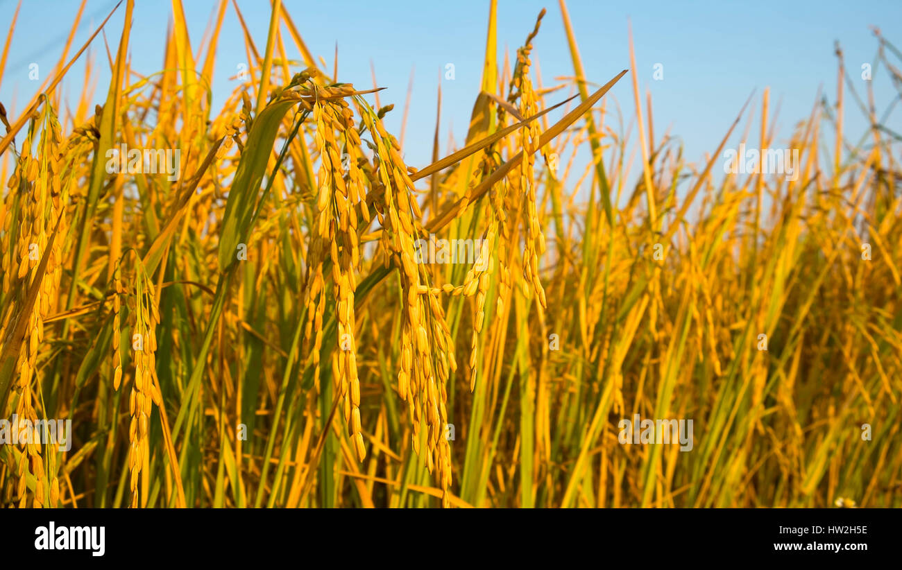 Rice field with blue sky, rice background Stock Photo - Alamy