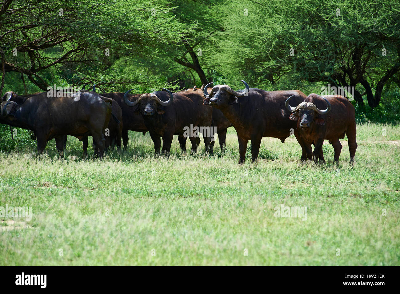 Buffaloes hi-res stock photography and images - Alamy