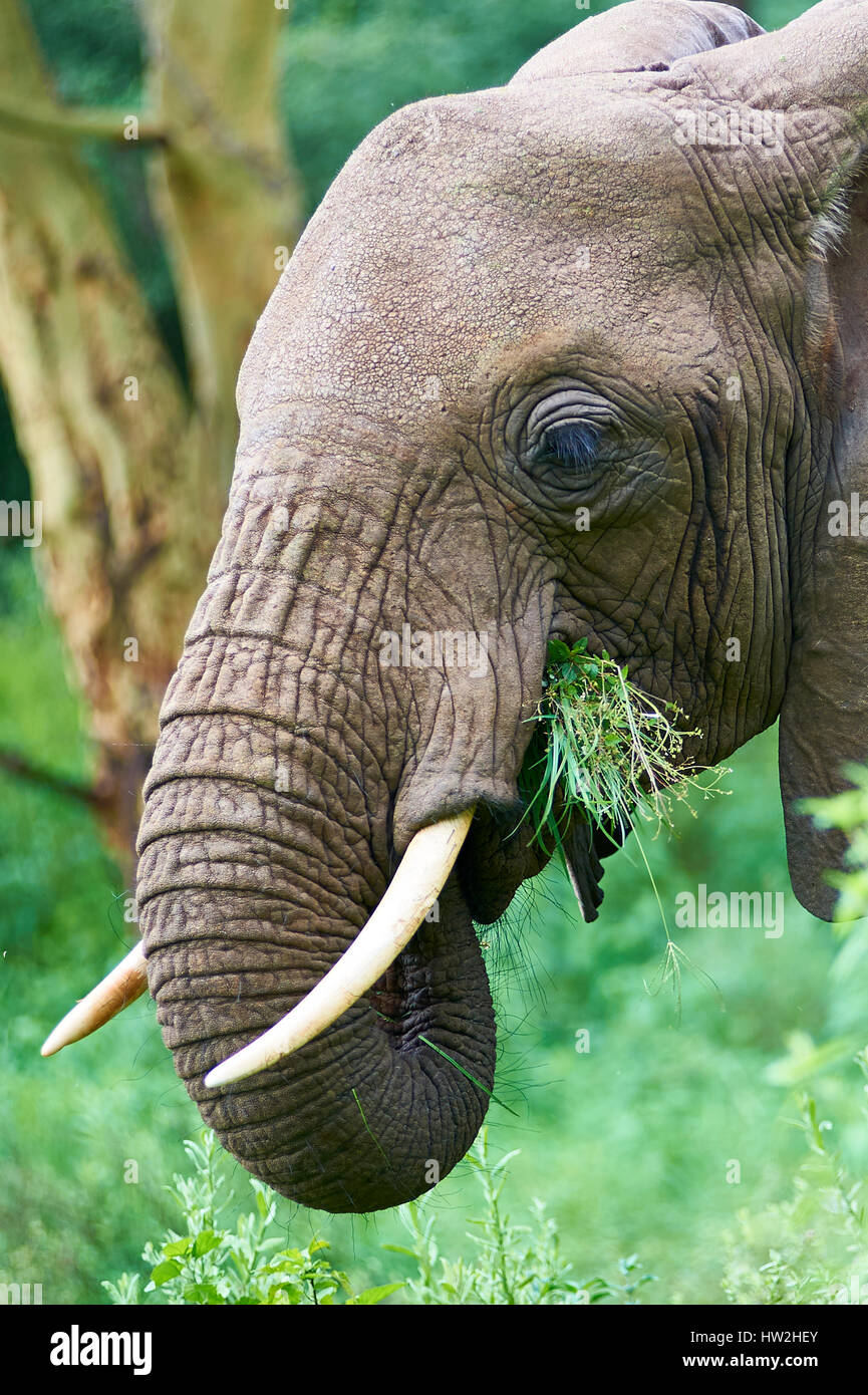 Grazing elephant hi-res stock photography and images - Alamy