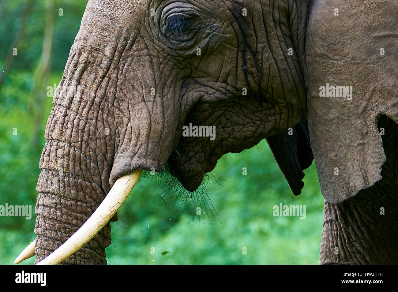 Elephant having a close look at the photographer Stock Photo - Alamy