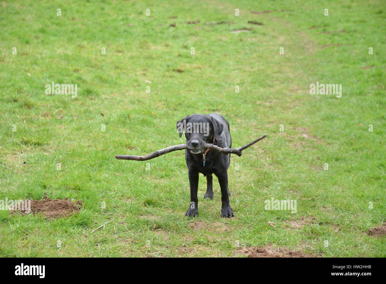 Black labrador retriever carrying a stick whilst walking through a ...