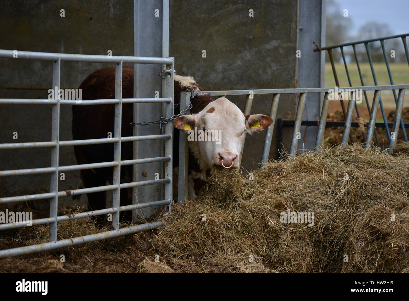 Hereford bull in barn eating hay near the north Oxfordshire village of ...