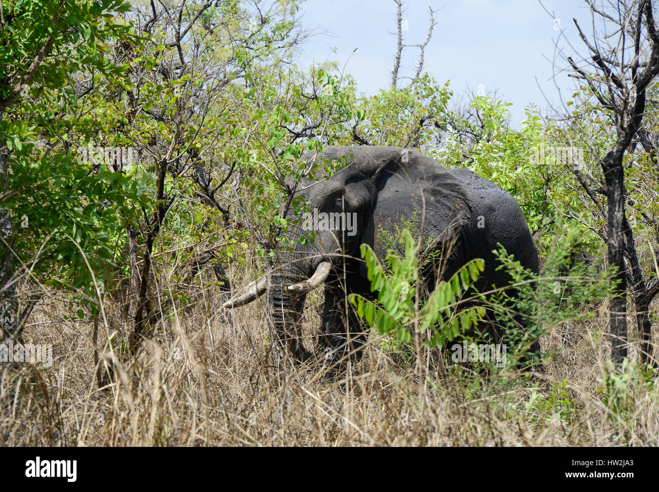 UGANDA, Karuma Game reserve, Elephant / Karuma nationalpark, Elefant ...