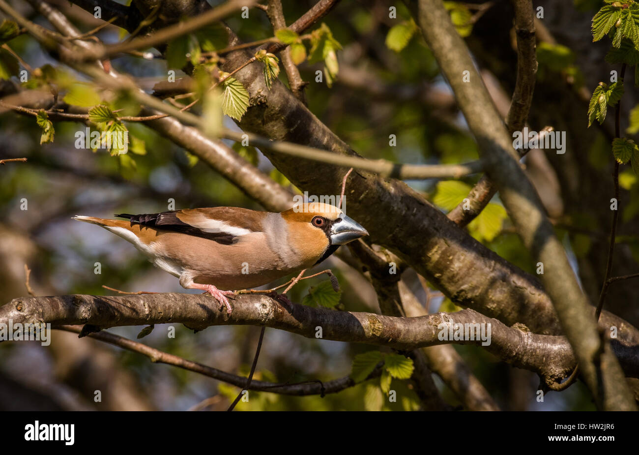 Male Hawfinch, Coccothraustes coccothraustes bird sitting on branch ...