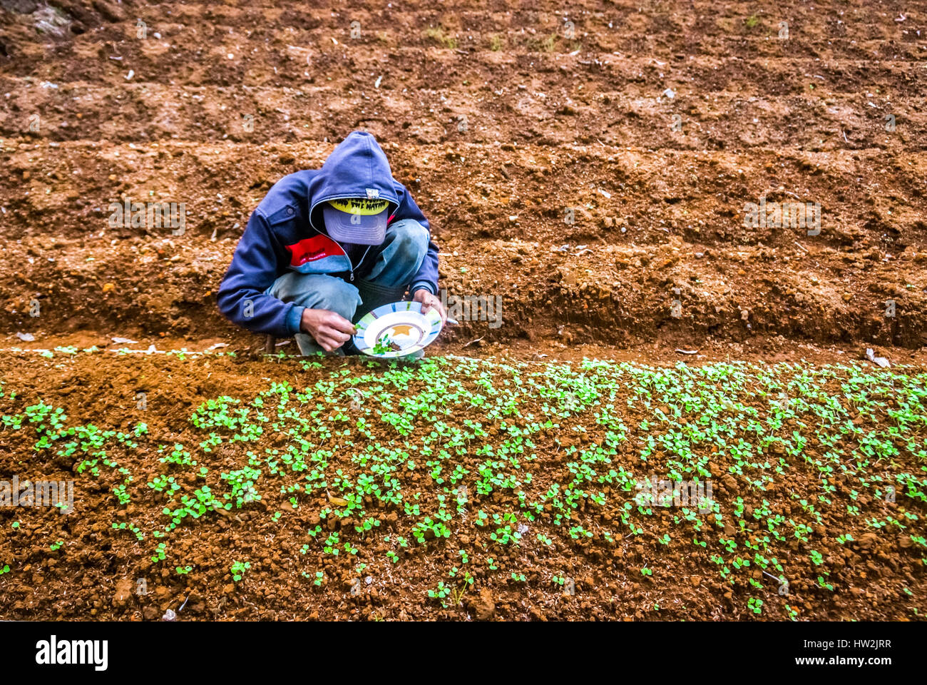 Farmer planting vegetable seedlings at agricultural farmland Stock ...