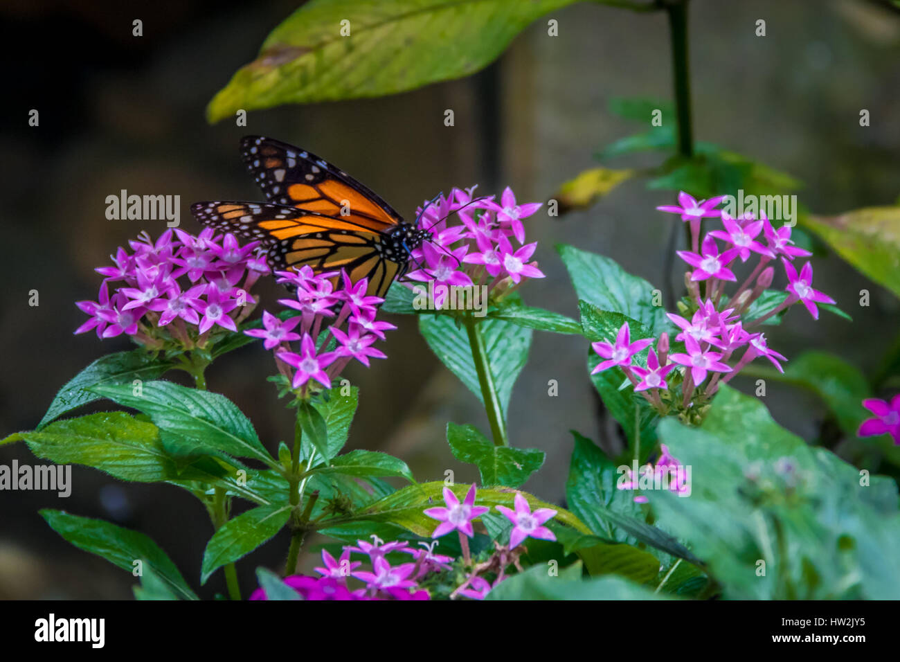 Monarch danaus plexippus feeding hi-res stock photography and images ...