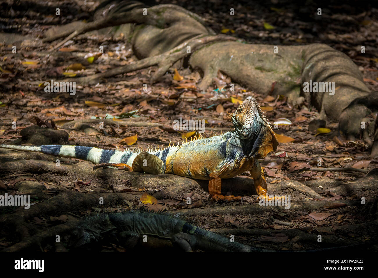 Orange reptile hi-res stock photography and images - Alamy