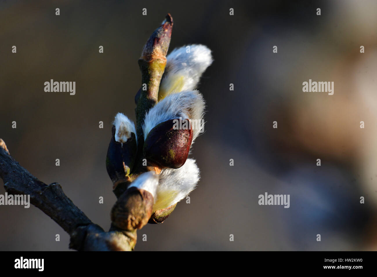 Early spring growth willow tree hi-res stock photography and images - Alamy