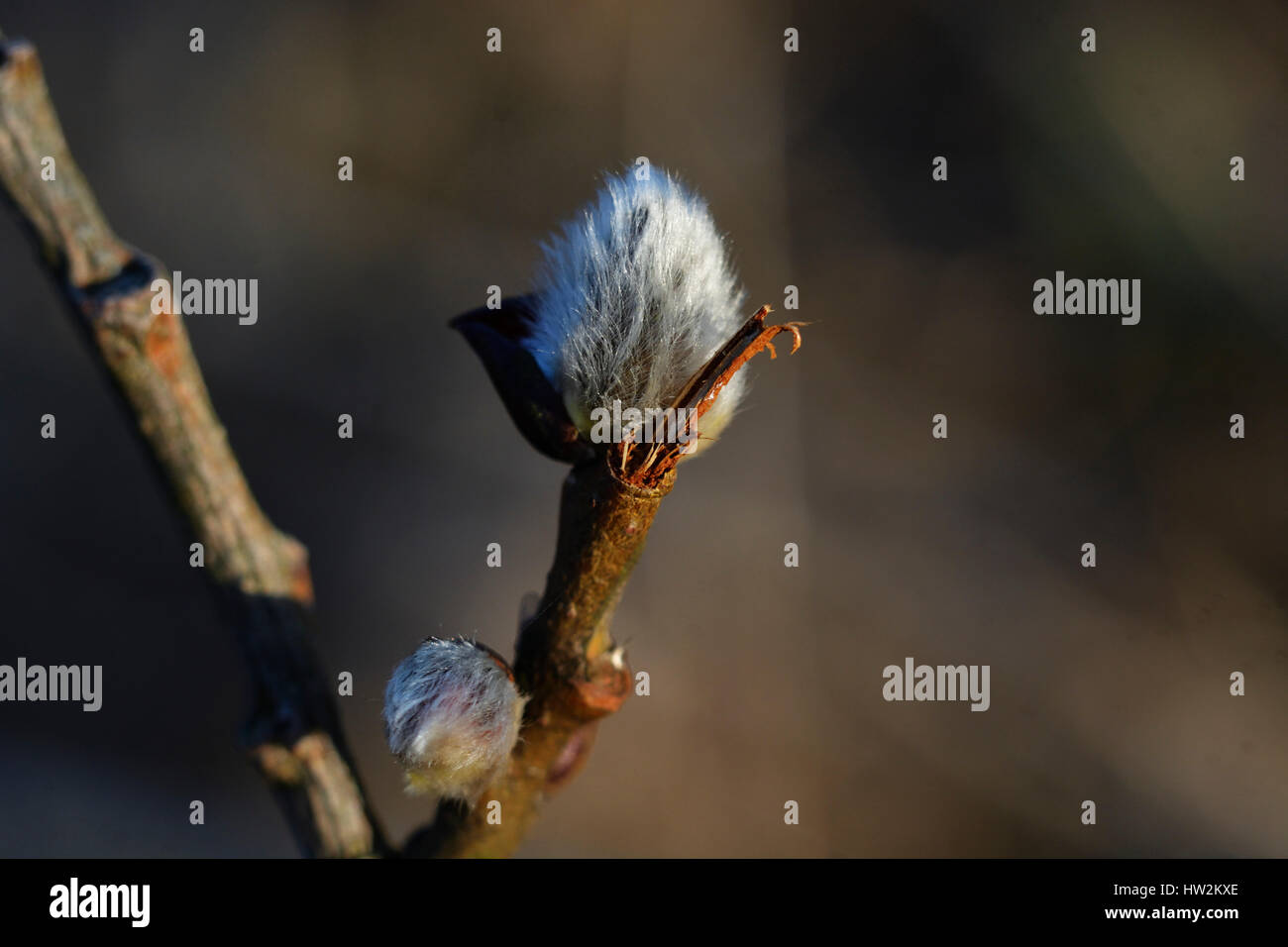 Early spring growth willow tree hi-res stock photography and images - Alamy