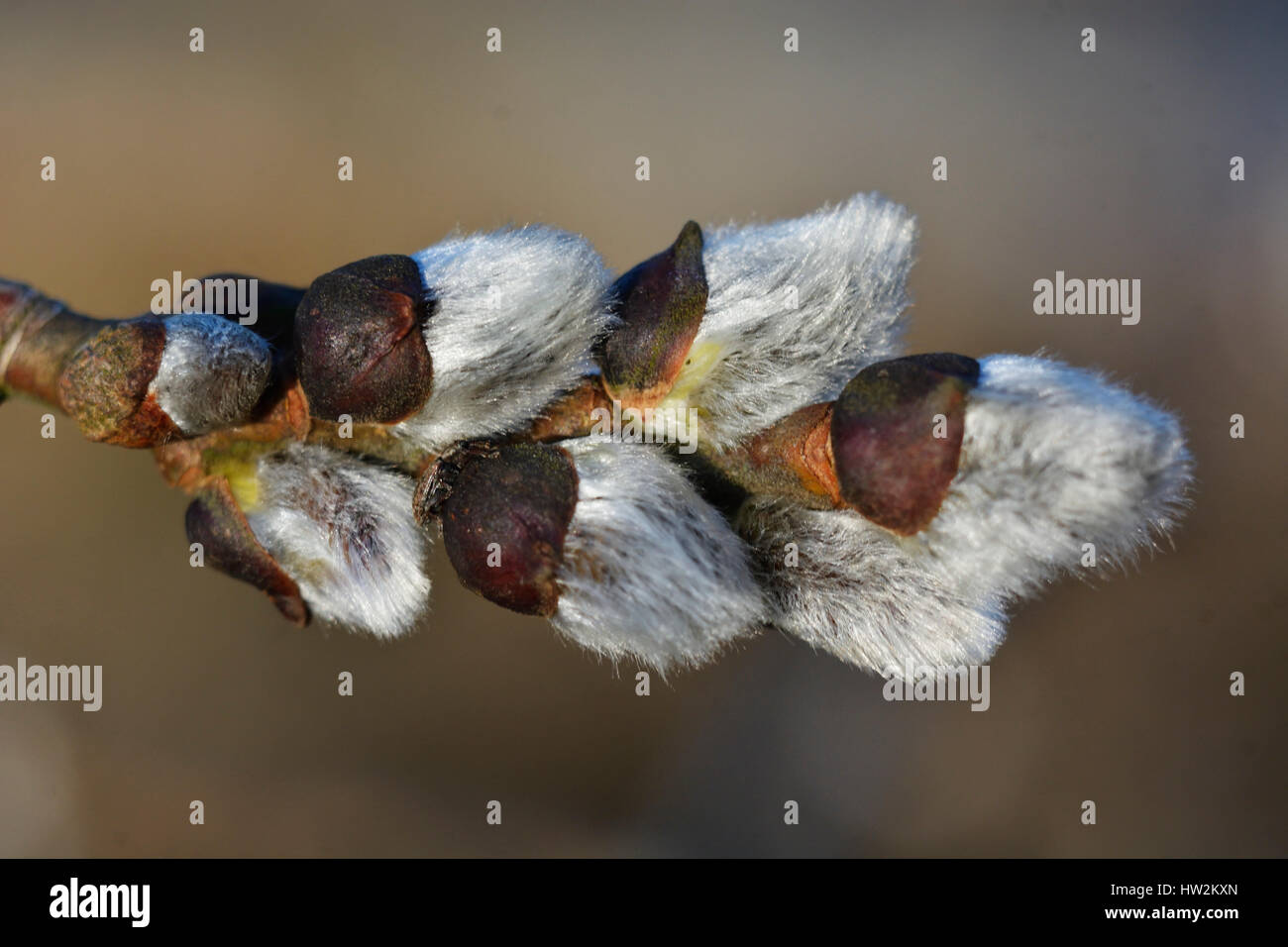 Early spring growth willow tree hi-res stock photography and images - Alamy