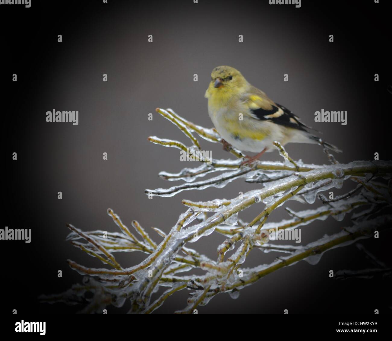 goldfinch in the winter Stock Photo - Alamy