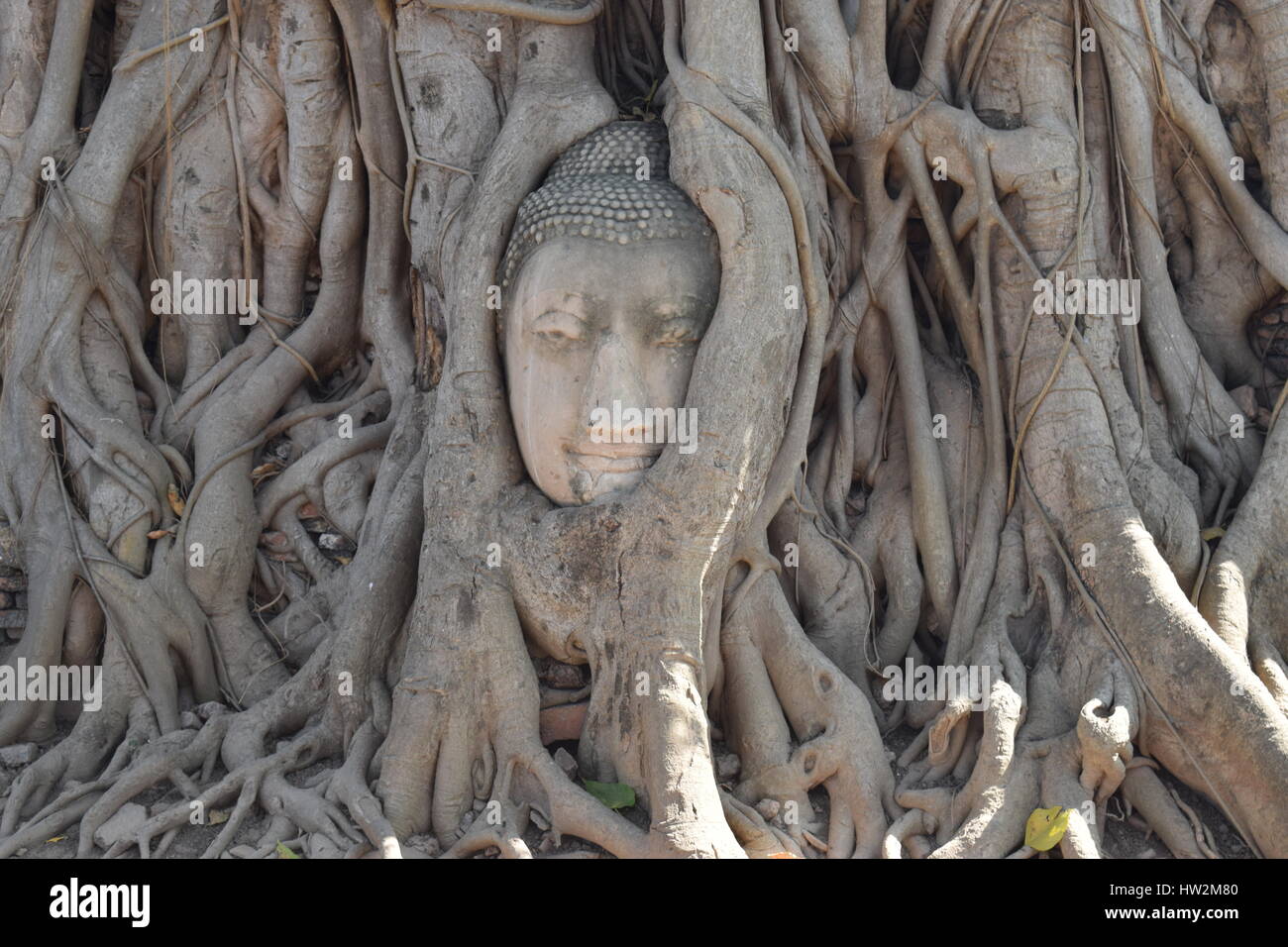Roots Of The Buddha Stock Photo - Alamy