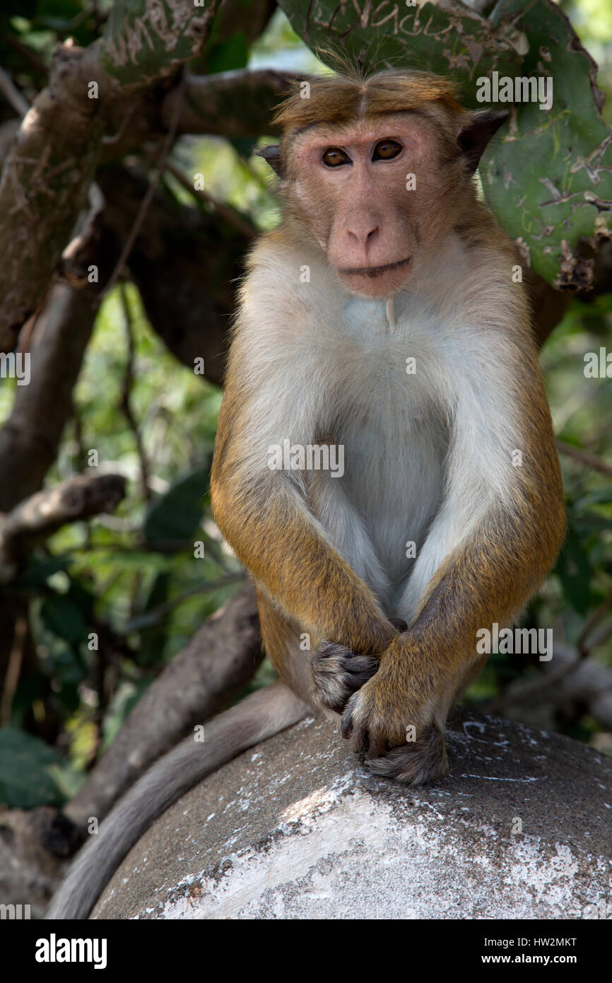 Toque High Resolution Stock Photography and Images - Alamy