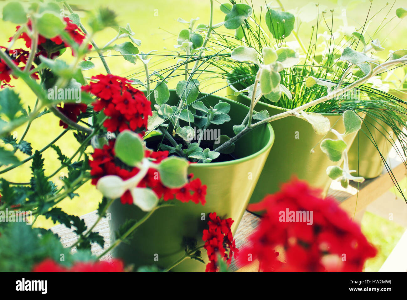 Flowers in pots on terrace Stock Photo - Alamy