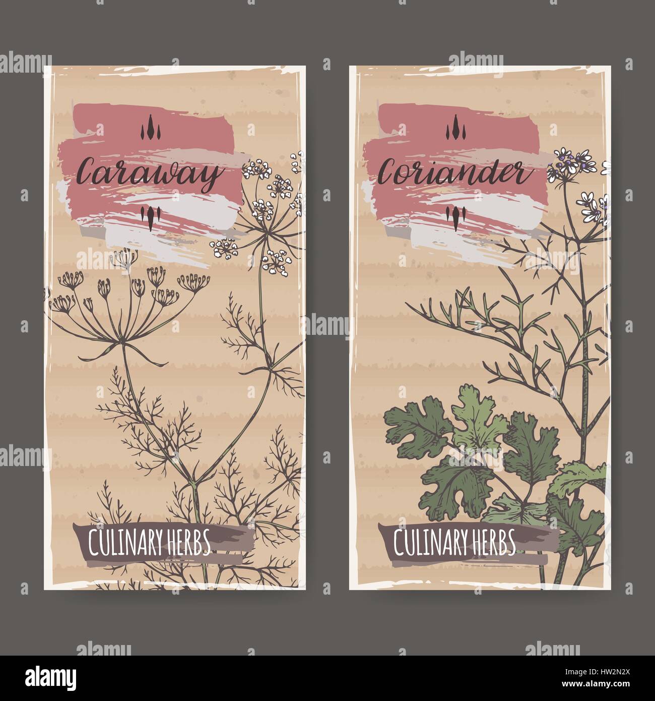 Parsley culinary herb label Stock Vector Images - Alamy