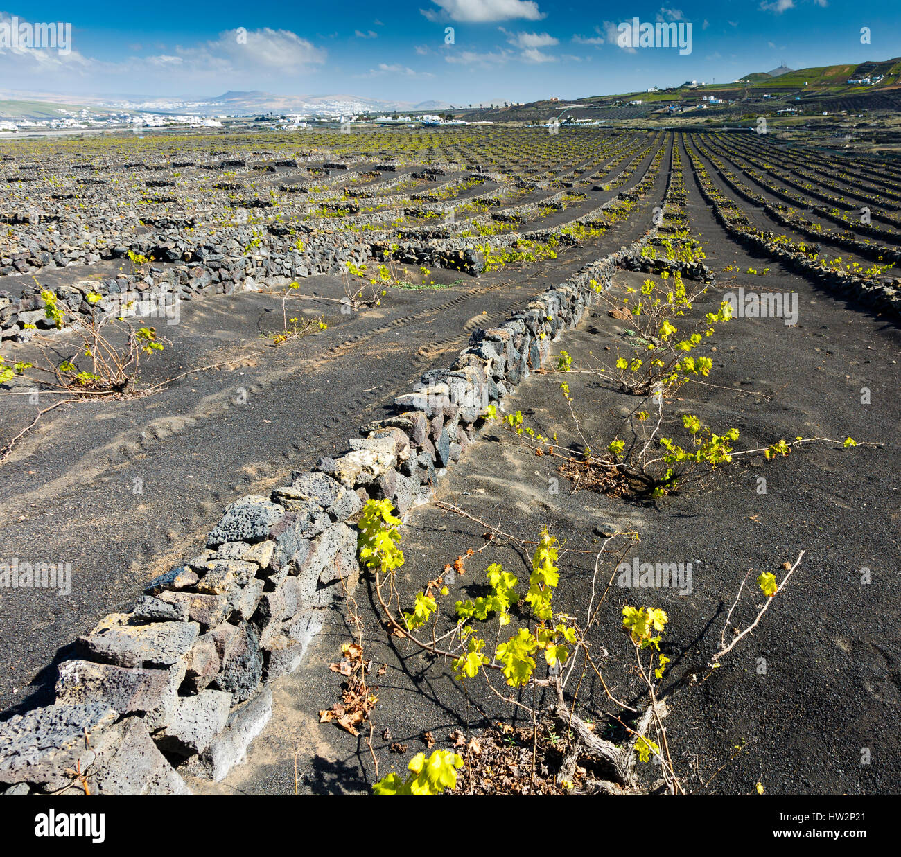 Canary islands agriculture hi-res stock photography and images - Alamy