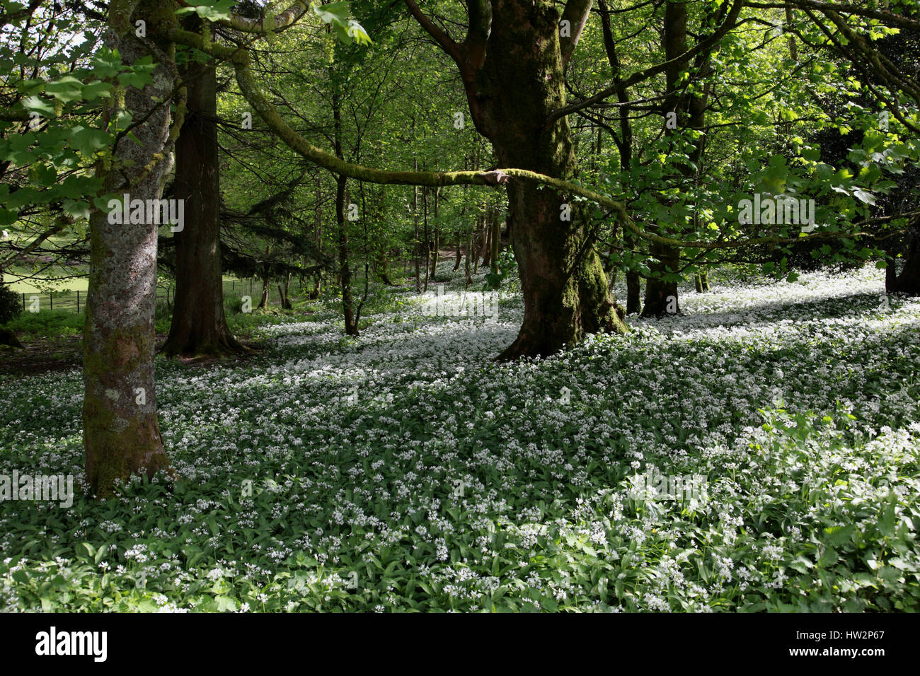 Wild garlic in White Moss Wood in the village of Rydal Hall between ...