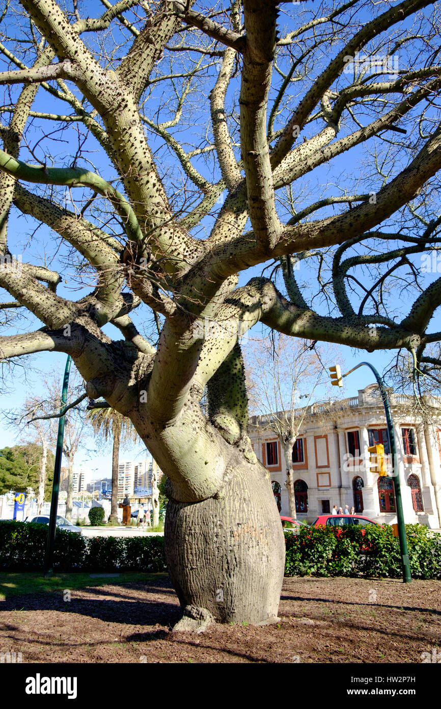 ceiba chodatii tree in park in malaga andalucia spain Stock Photo - Alamy