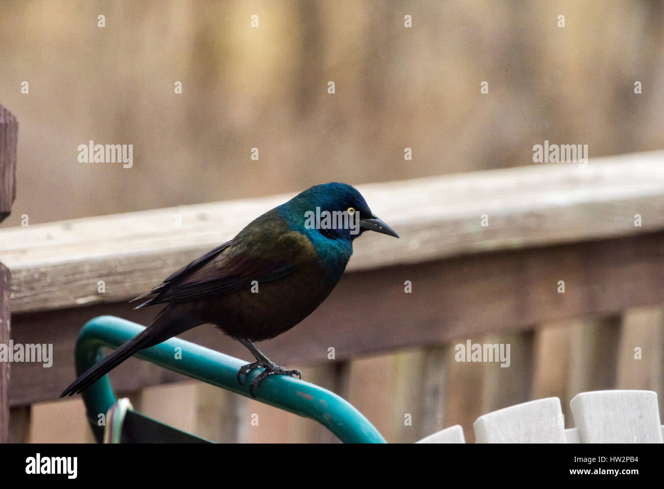 Female Purple Martin High Resolution Stock Photography and Images - Alamy