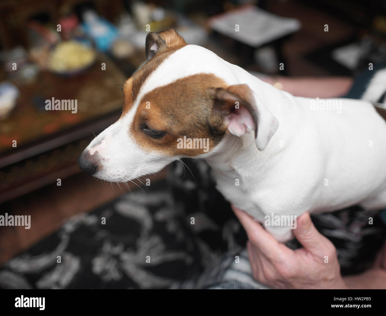 Vibrissae human hi-res stock photography and images - Alamy