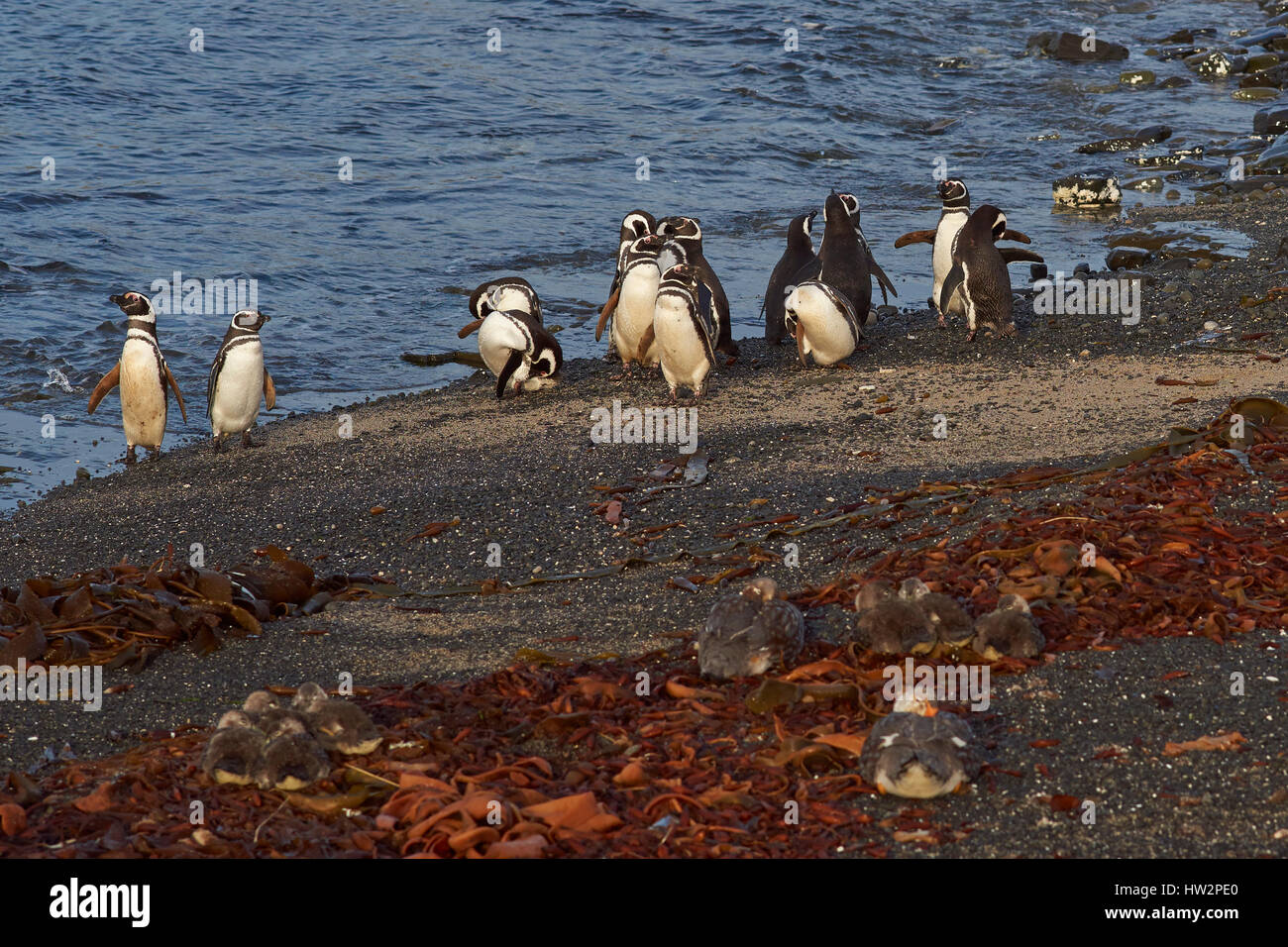 Magellanic Penguins (Spheniscus magellanicus) and Falkland Steamer ...