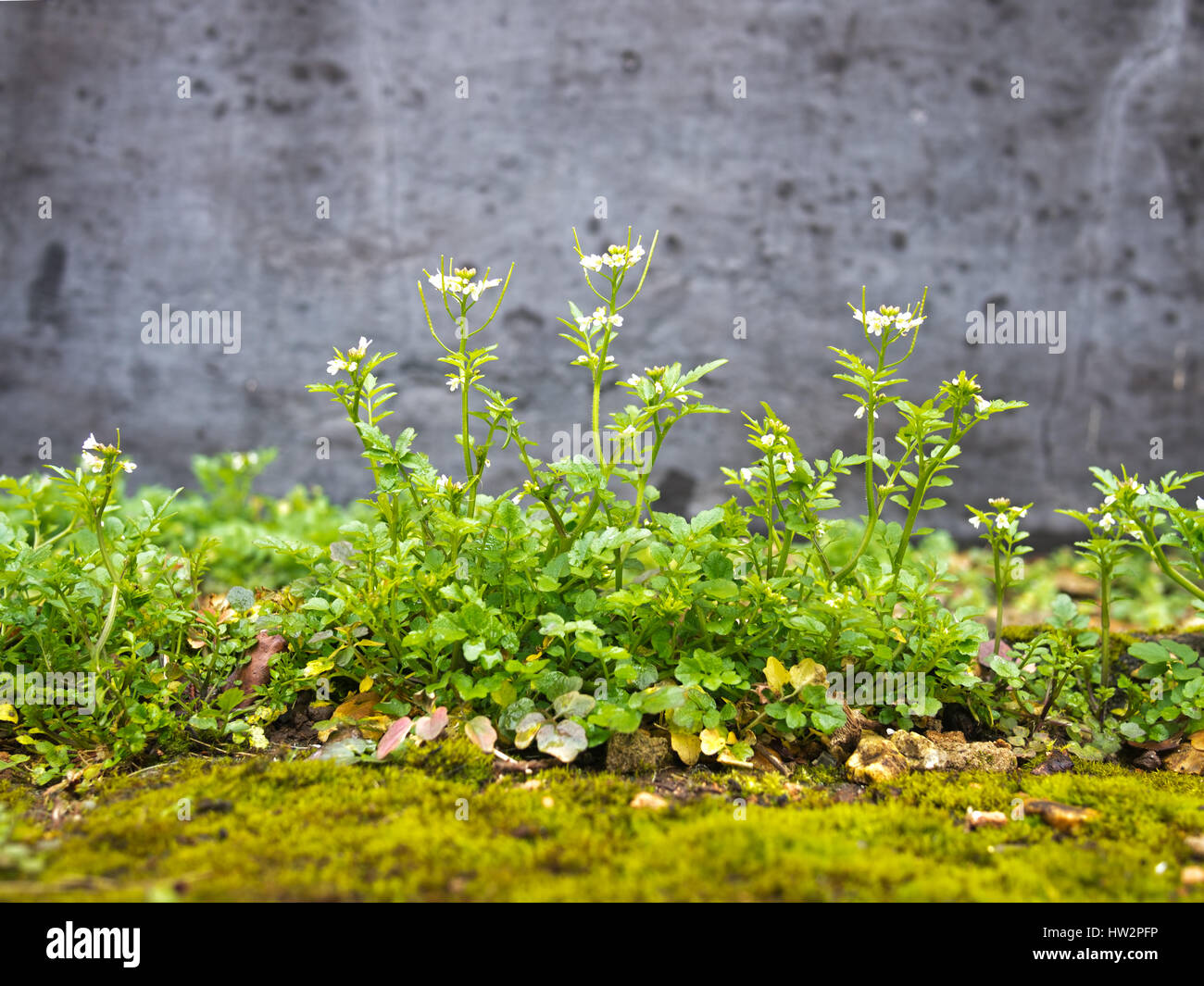 Invasive lawn weed hi-res stock photography and images - Alamy