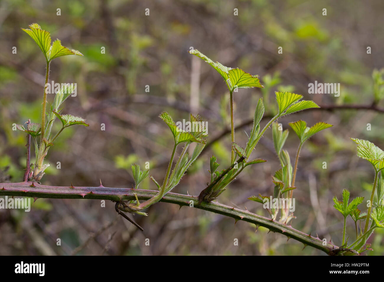 Brombeer strauch hi-res stock photography and images - Alamy