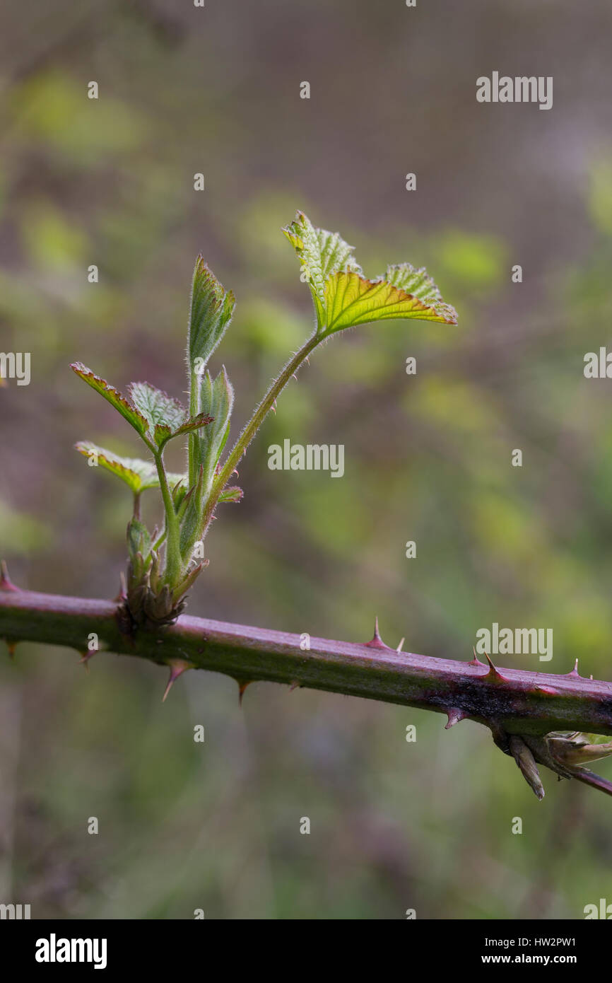 Echte brombeere hi-res stock photography and images - Alamy