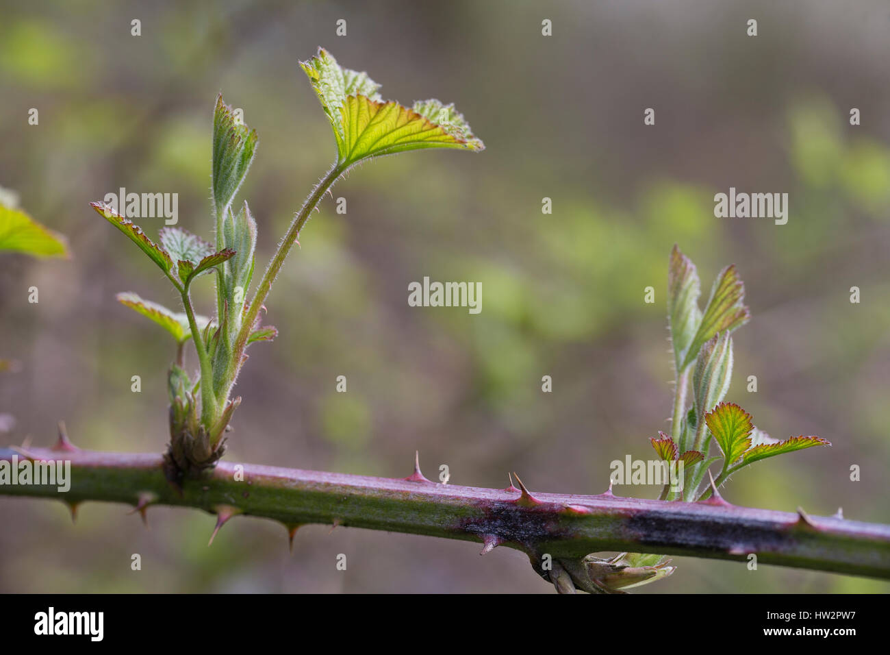 Brombeer strauch hi-res stock photography and images - Alamy
