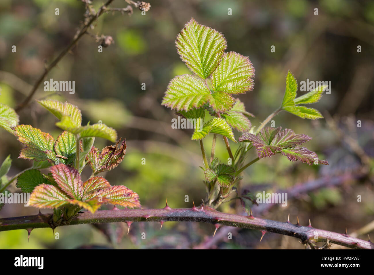 Rubus fruticosus hi-res stock photography and images - Alamy