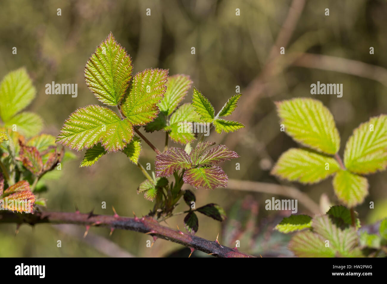 Brombeer Strauch High Resolution Stock Photography and Images - Alamy