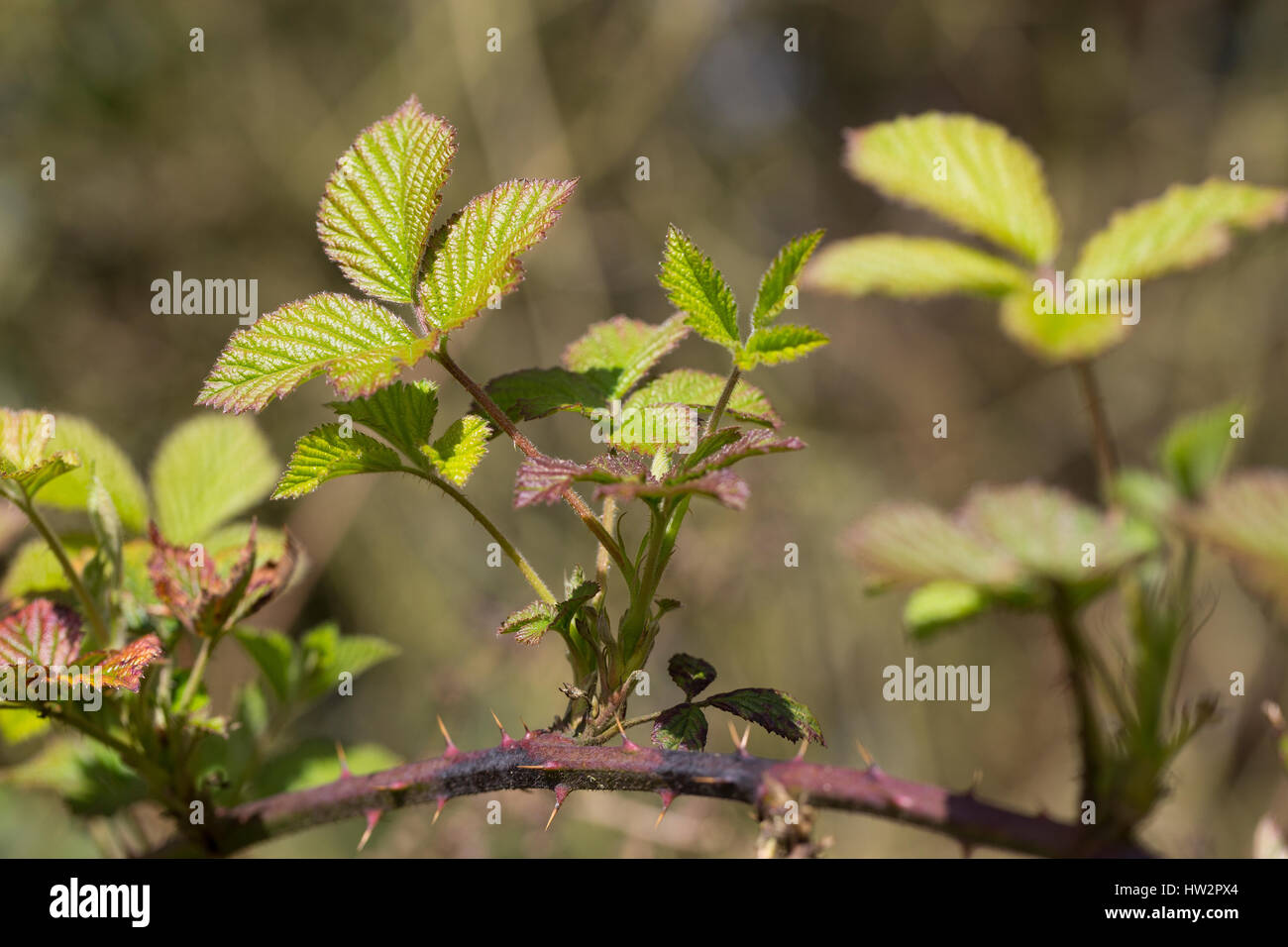 Brombeer strauch hi-res stock photography and images - Alamy
