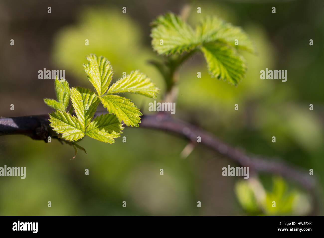Brombeer strauch hi-res stock photography and images - Alamy