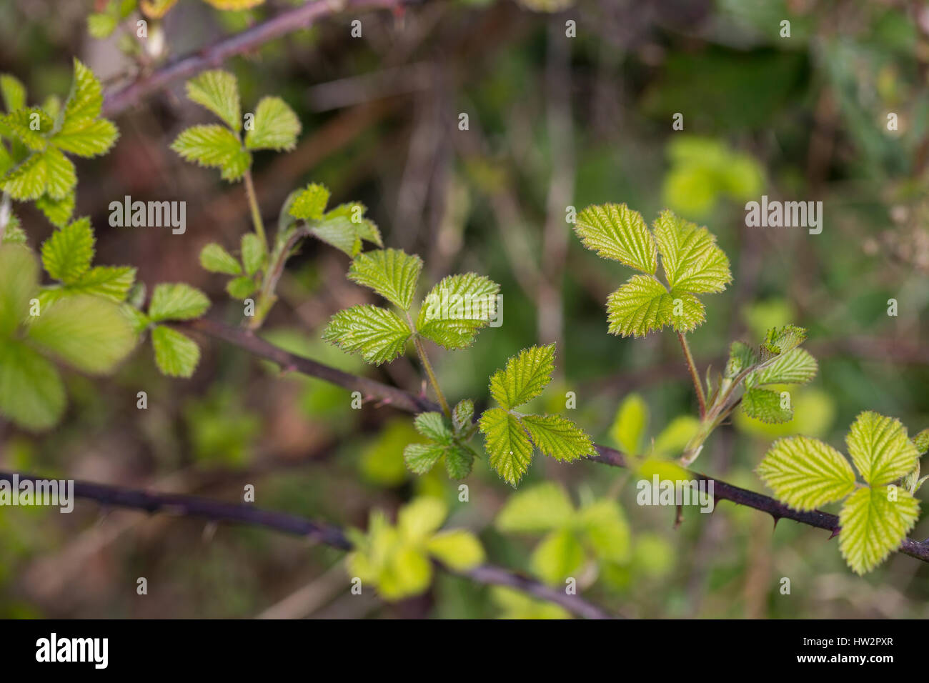 Brombeer strauch hi-res stock photography and images - Alamy