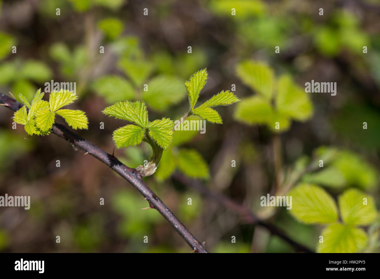 Brombeer strauch hi-res stock photography and images - Alamy