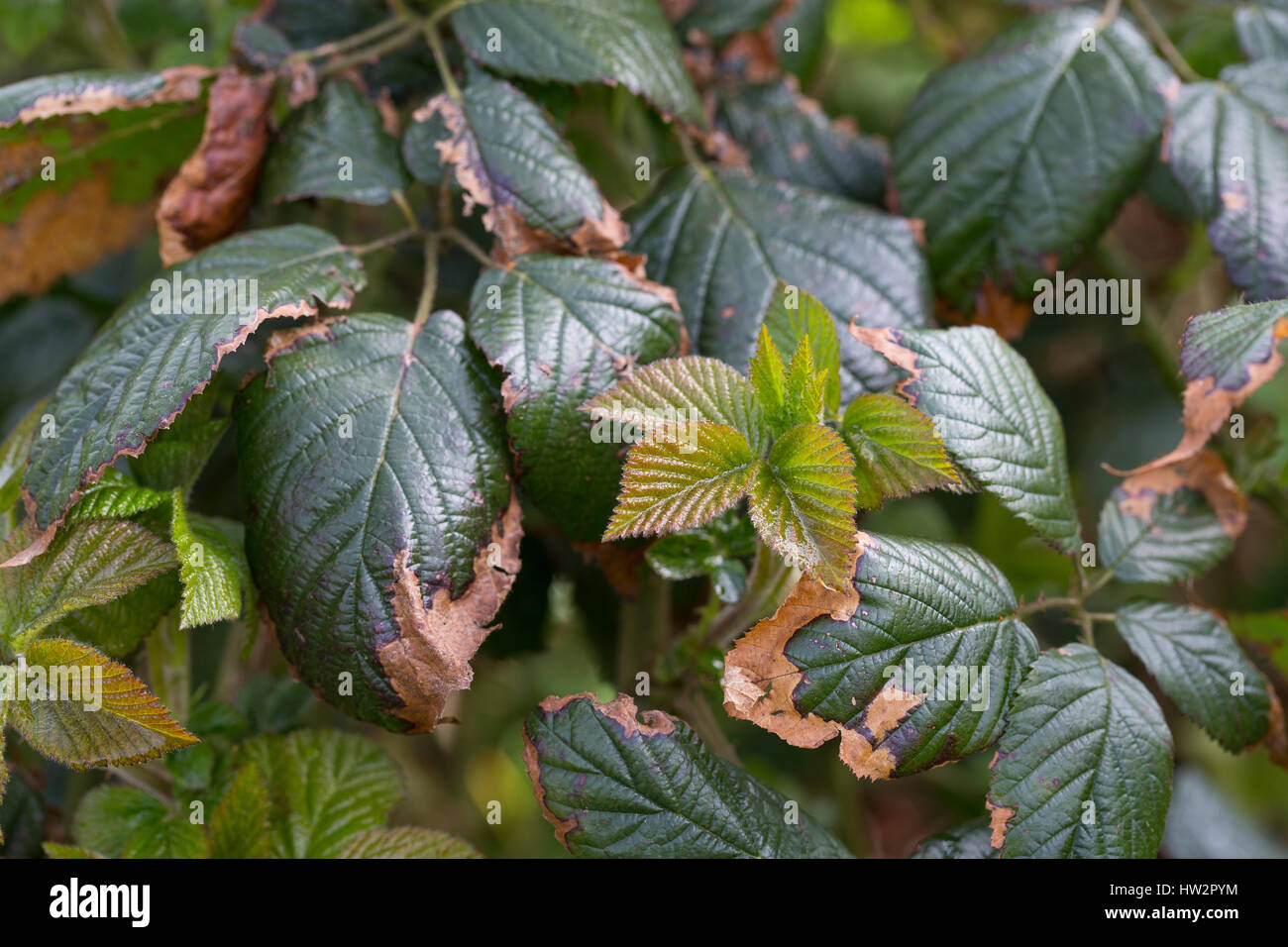 Brombeer strauch hi-res stock photography and images - Alamy