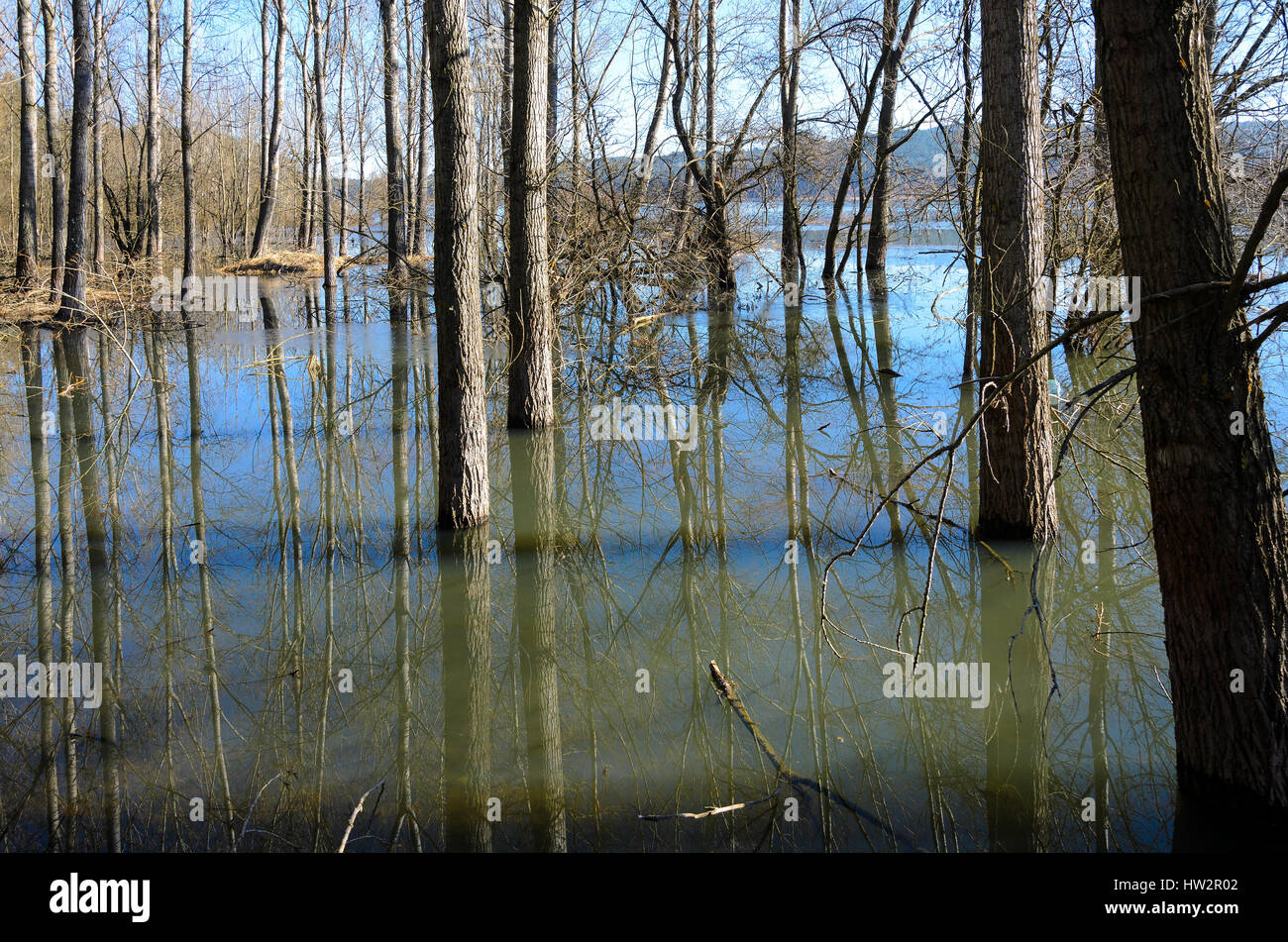 Flooded forest landscape with tree trunks reflections on partially ...