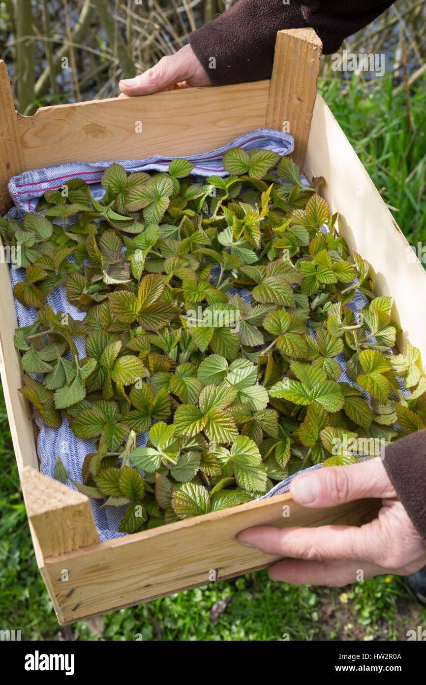 Brombeer-Blätter, Brombeerblätter, Ernte, ernten, sammeln in einer ...