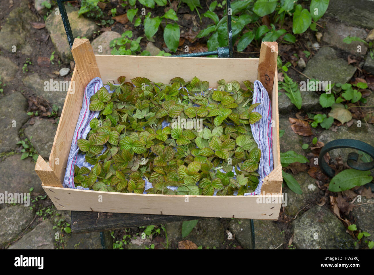Brombeer-Blätter, Brombeerblätter, Ernte, ernten, sammeln in einer ...