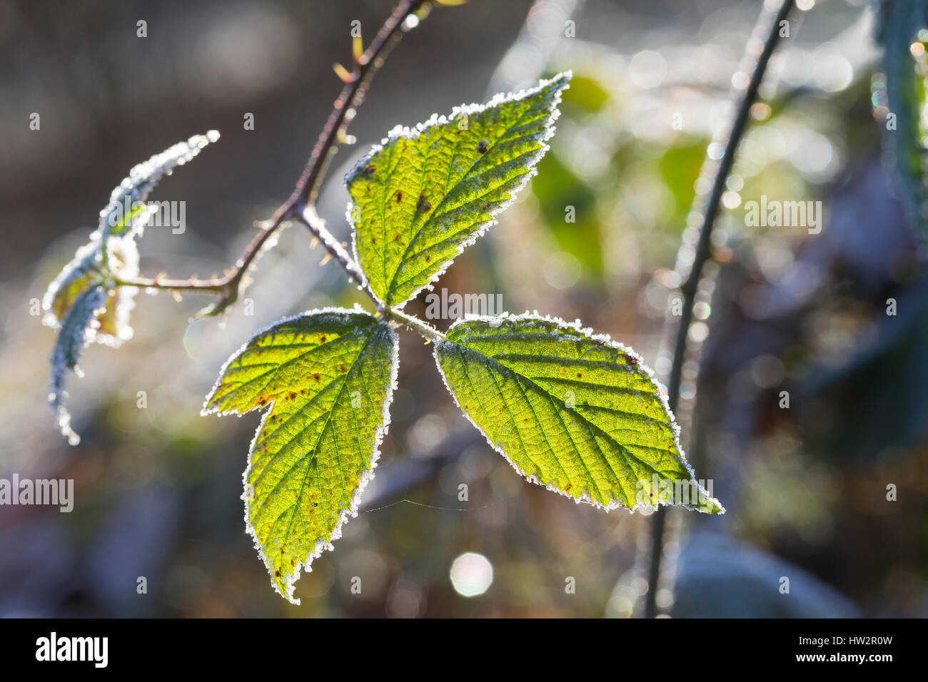 Brombeer-Blätter, Brombeerblätter, überreift, frostig, winterlich ...