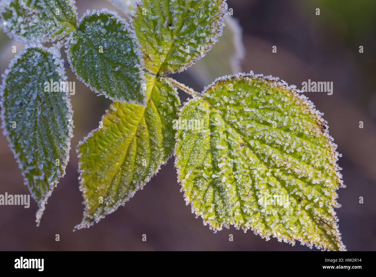 Brombeere Rubus Fruticosus Stock Photos & Brombeere Rubus Fruticosus ...