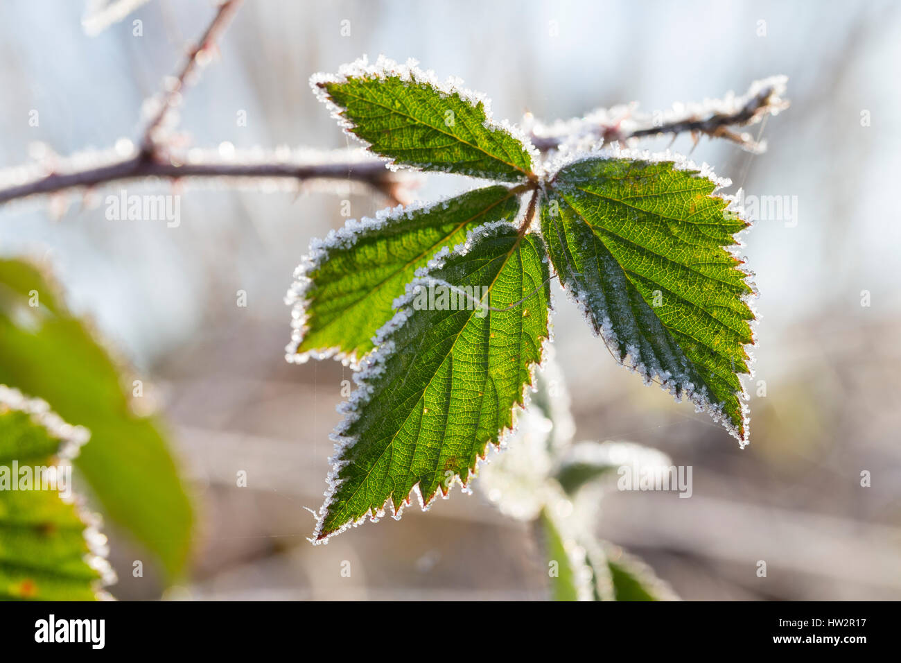 Brombeer-Blätter, Brombeerblätter, überreift, frostig, winterlich ...