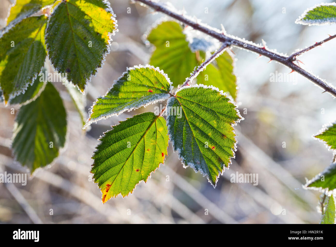 Brombeer blatter hi-res stock photography and images - Alamy