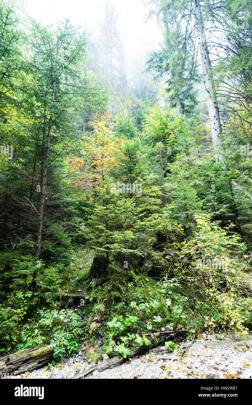 trees with branches and leaves in autumn colors in mountains Stock ...