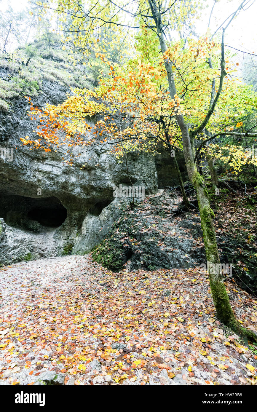 trees with branches and leaves in autumn colors in mountains Stock ...