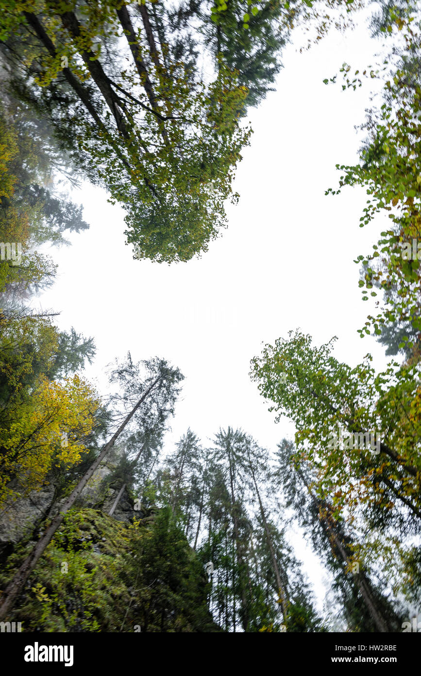 view from deep cave to the sky through trees with branches and leaves ...