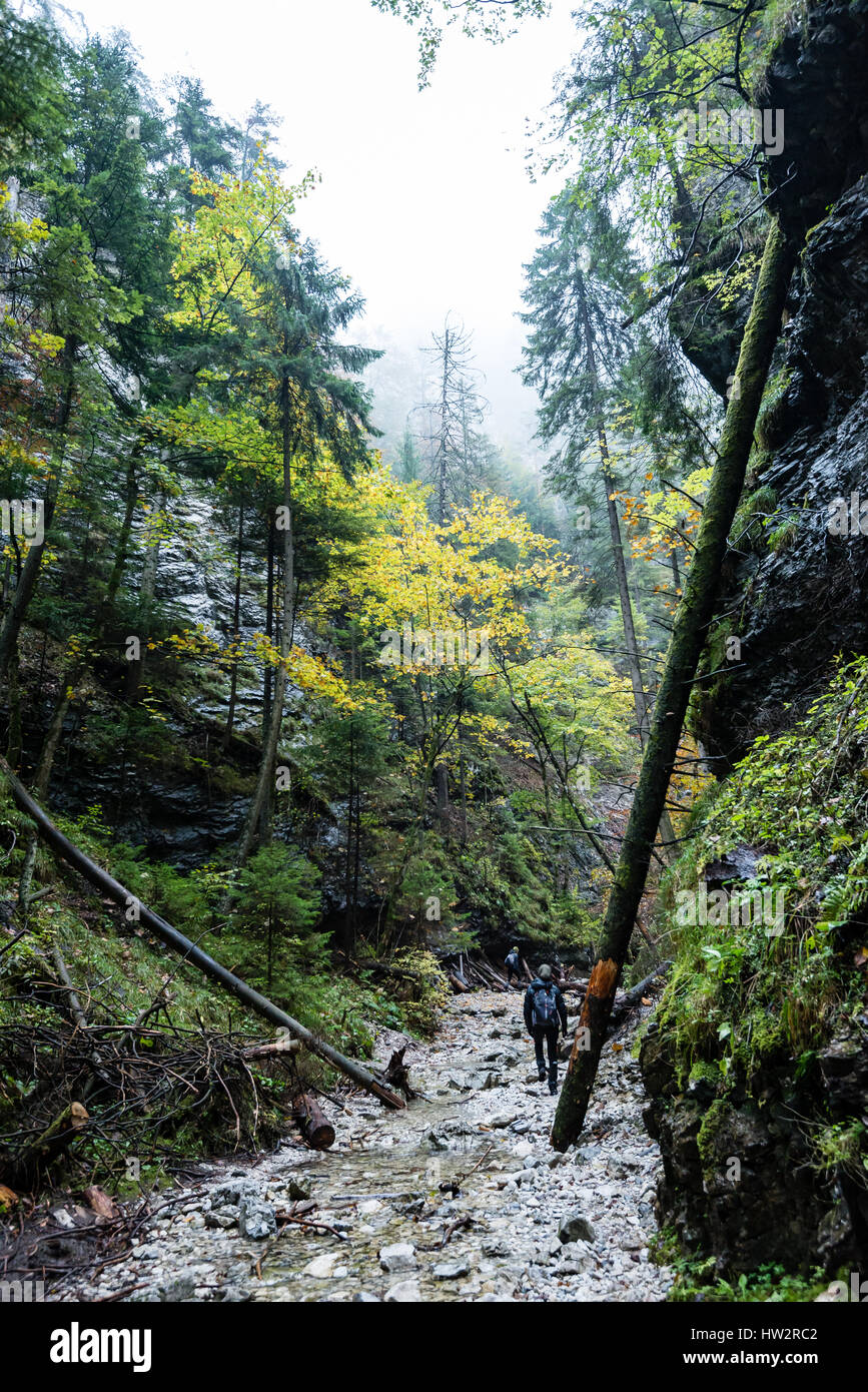 view from deep cave to the sky through trees with branches and leaves ...