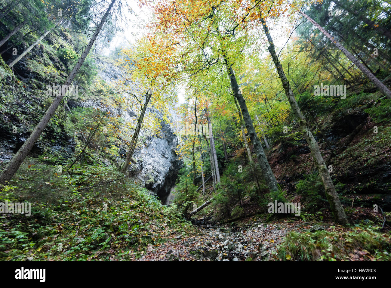view from deep cave to the sky through trees with branches and leaves ...