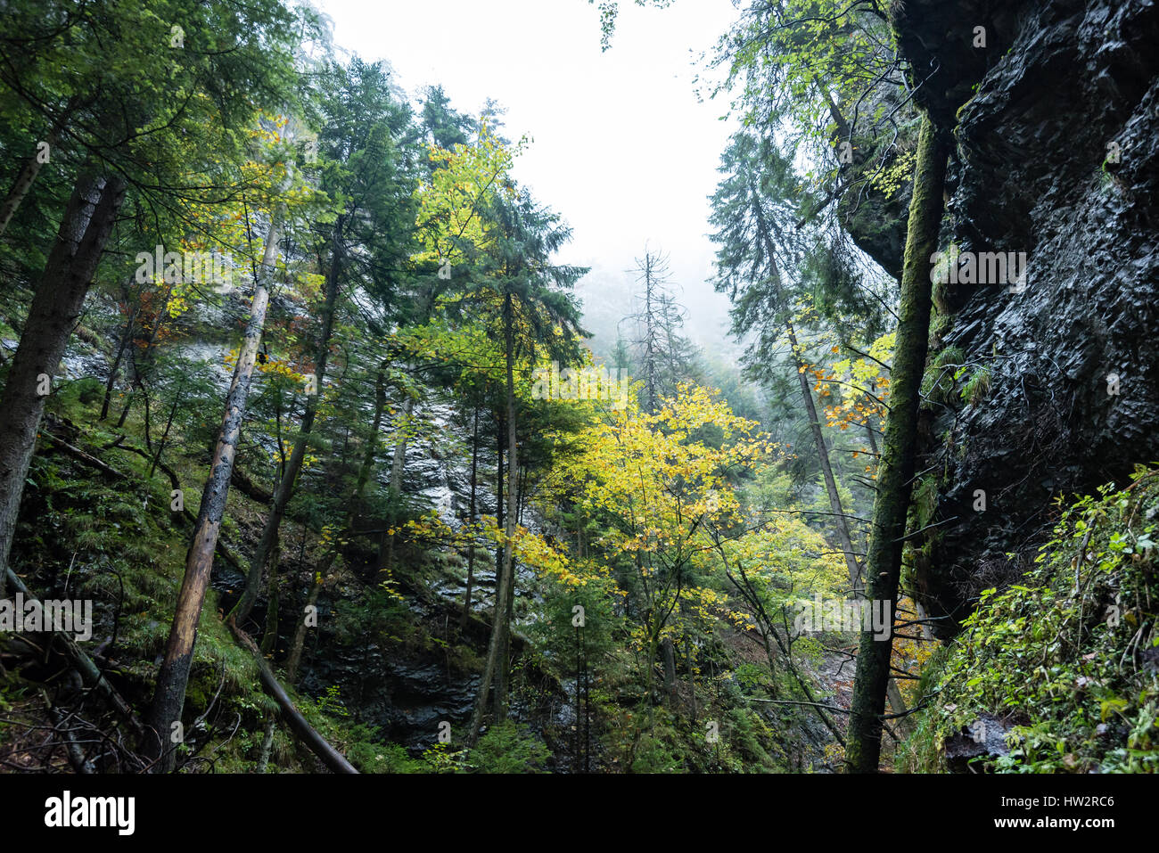 view from deep cave to the sky through trees with branches and leaves ...