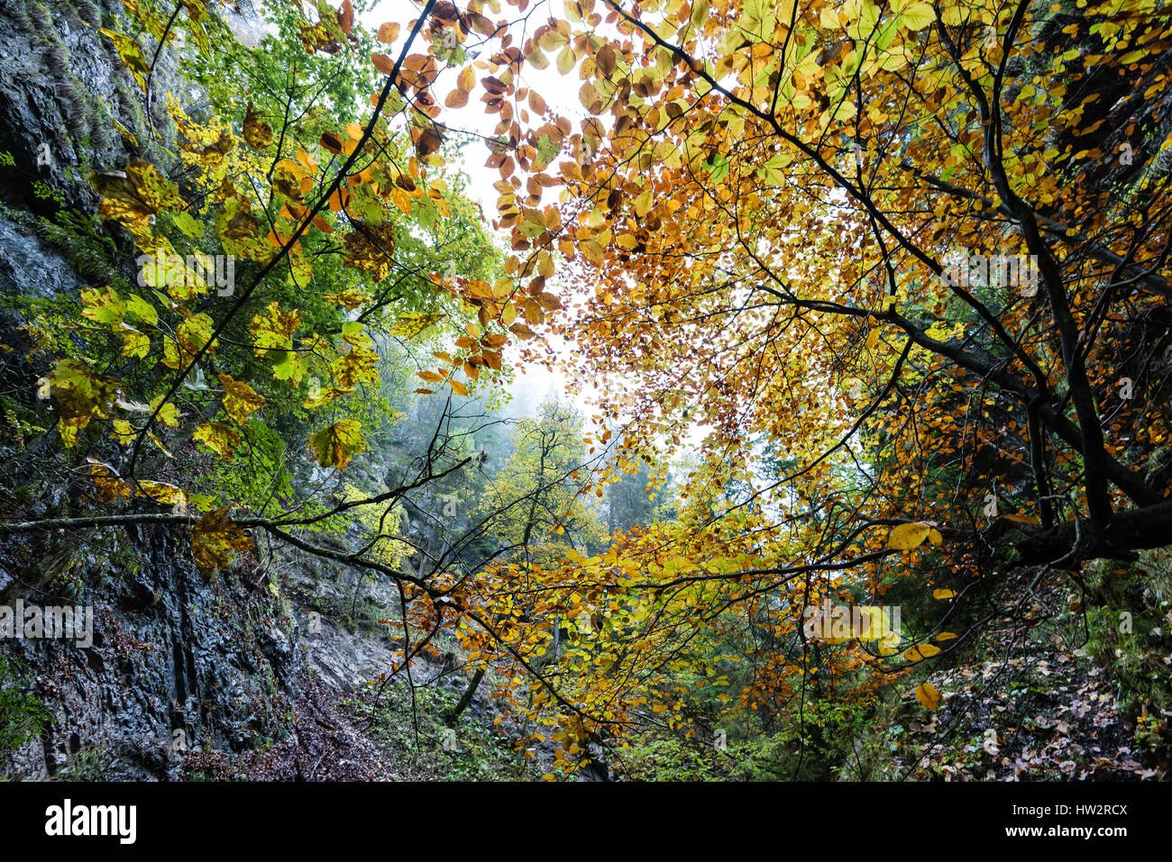 view from deep cave to the sky through trees with branches and leaves ...